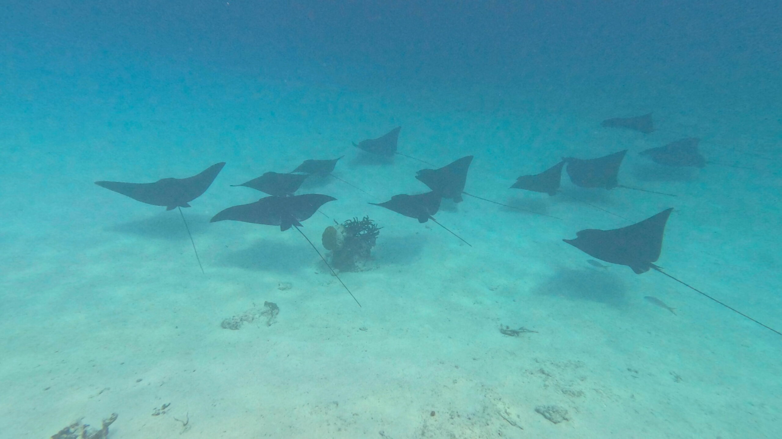 Bell Island- Warderick Wells Cay-Exumas-Bahamas - ilederey.com
